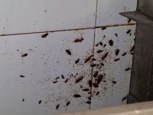 Insectos de la humedad: Cómo identificarlos y eliminarlos de casa
